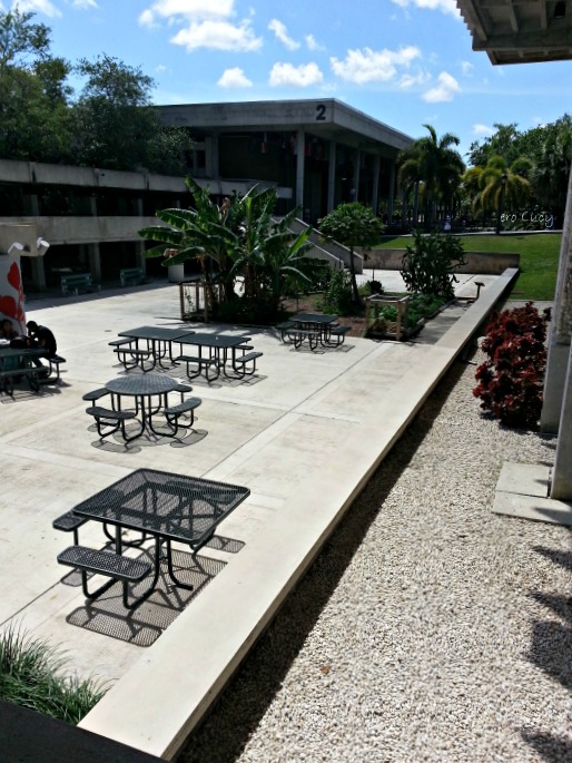 Laurearsi a Miami: College Degrees – Lucy in Florida